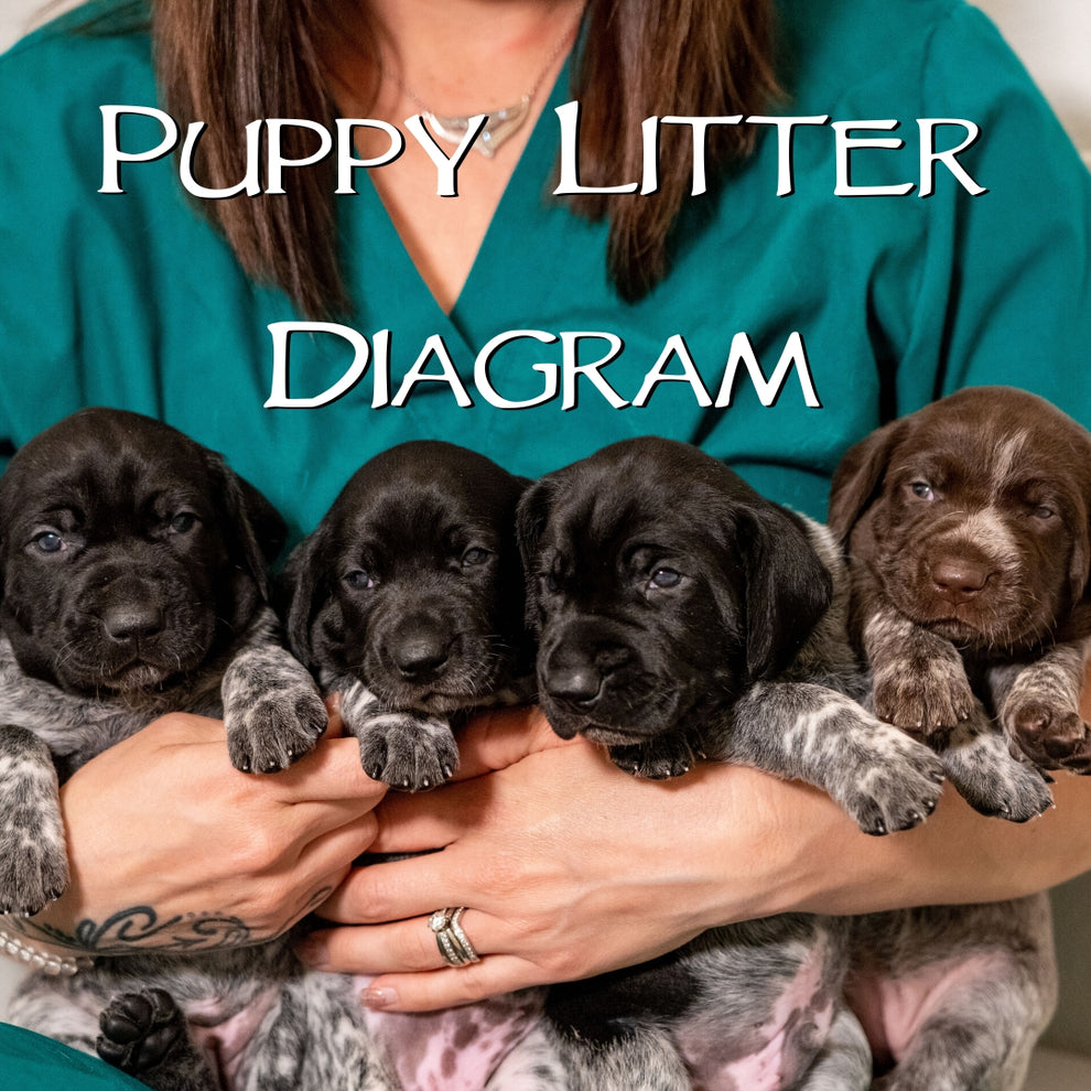 Puppy Litter Record Diagram – Standing Stone Supply